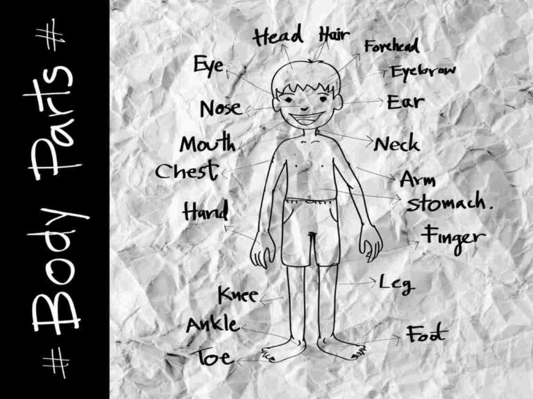 A to Z Body Parts Name | Human Body Parts that Starts With