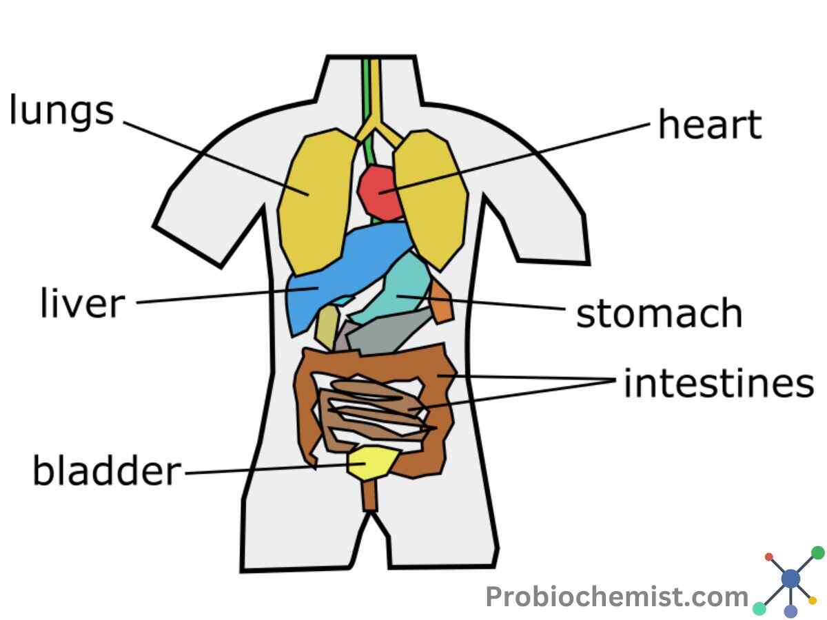A to Z Body Parts Name | Human Body Parts that Starts With