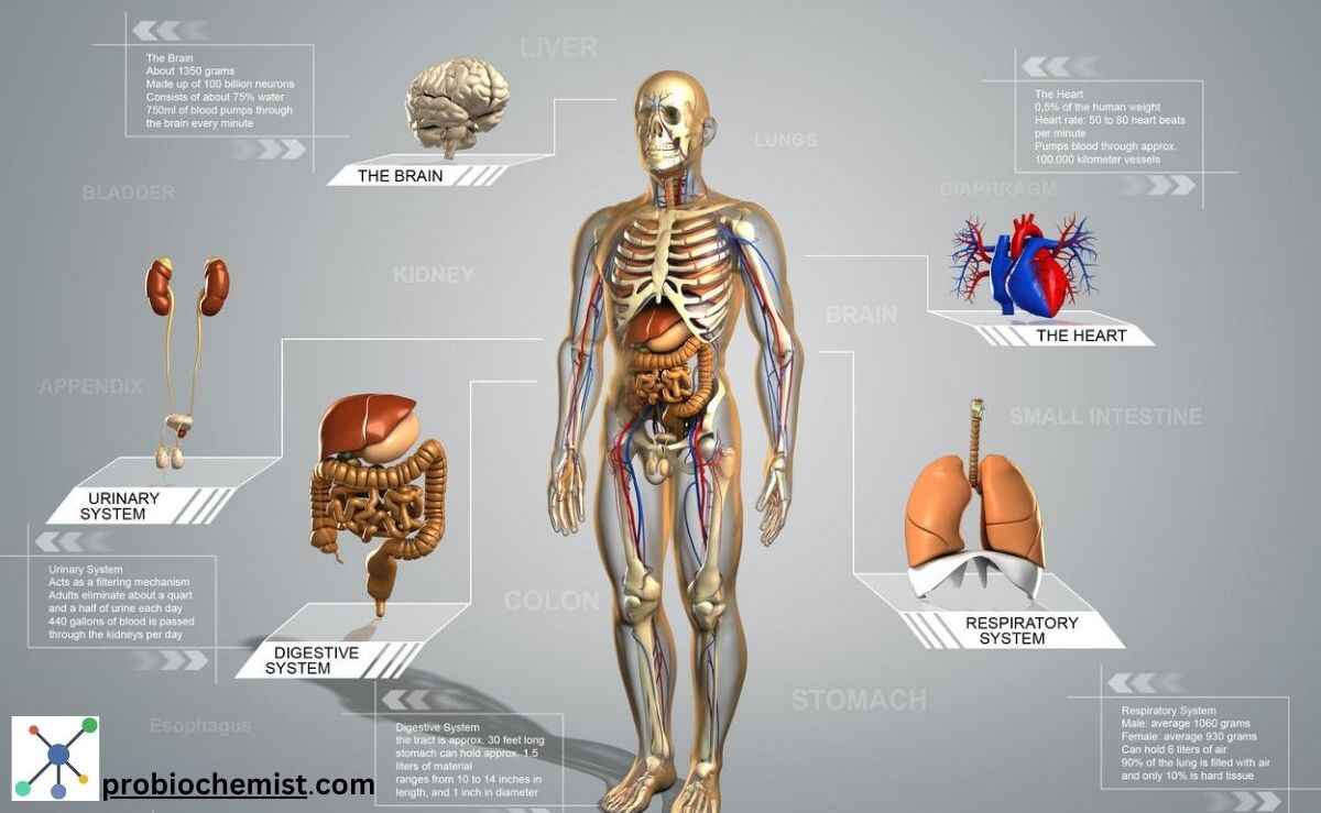 How To Make Human Digestive System Model - 3D Model Project