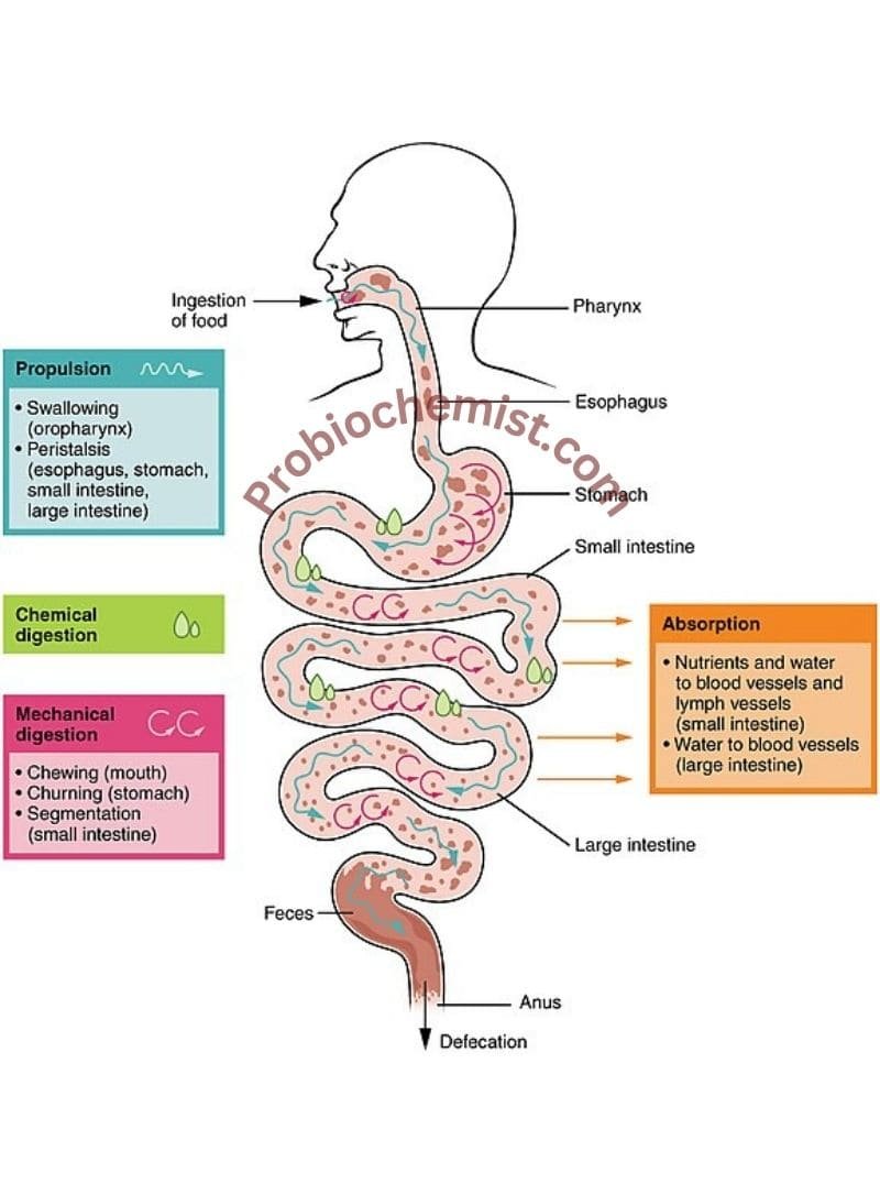 Plus One Zoology Chapter Wise Questions and Answers - PDF